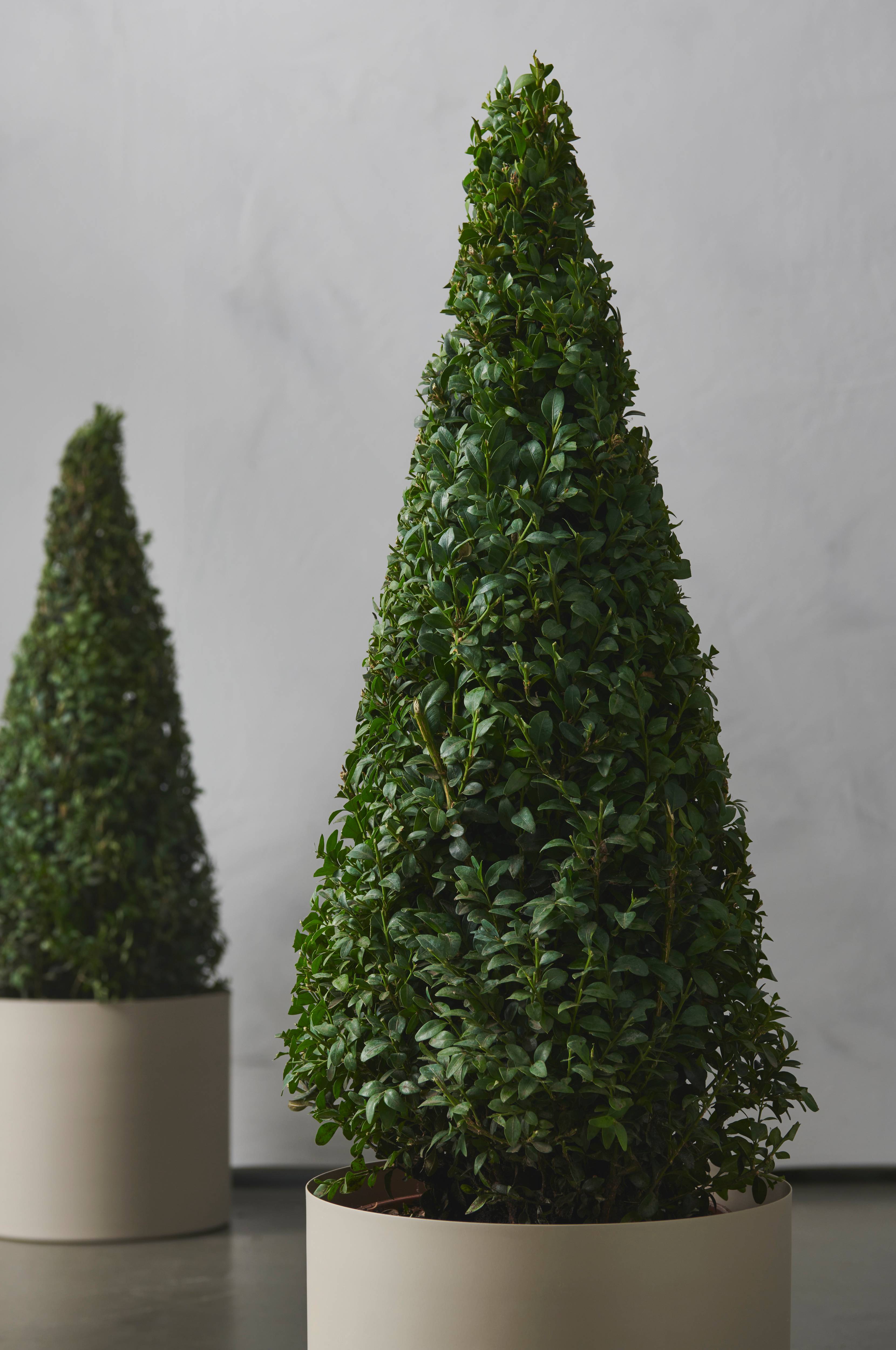 House of Flowers Efeu Chamrock 70 cm ranker - Grøn - Grønne planter ...