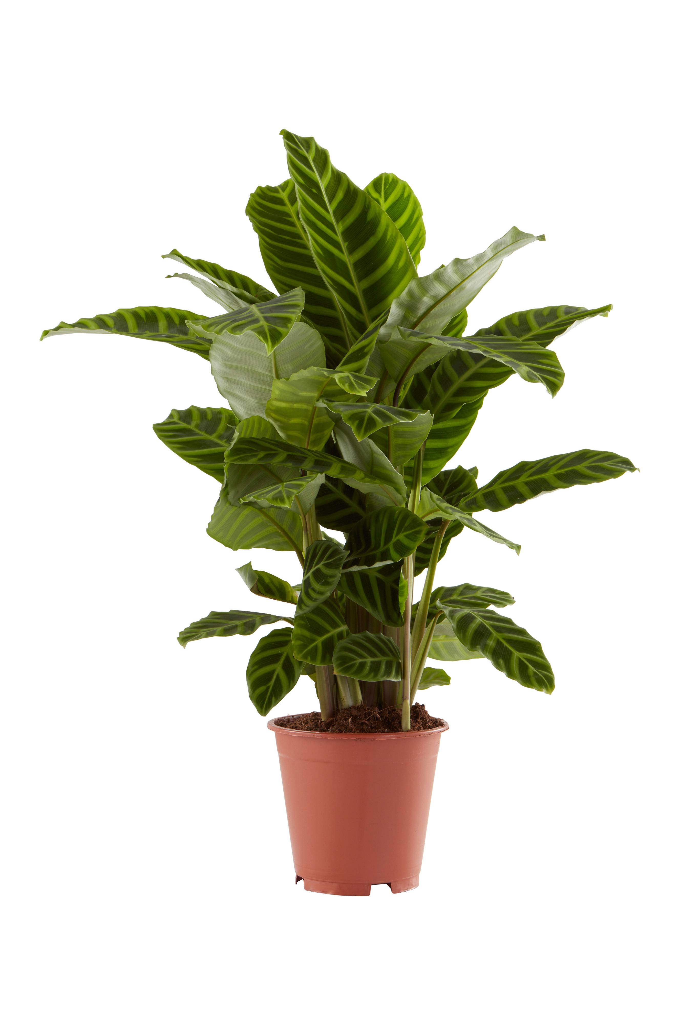 calathea-zebrina-vihre-sisustus-jotex